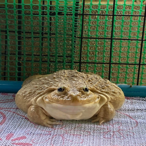 CorePixels - Bosque Profile